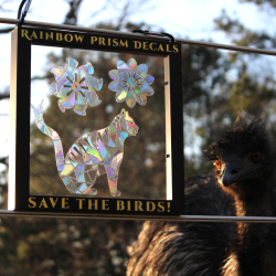 11 FOOT 8 – The Canopener Bridge